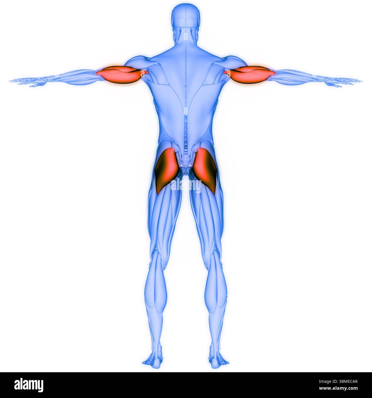 Human Muscular System Triceps and Gluteus Maximus Muscles Anatomy Stock ...