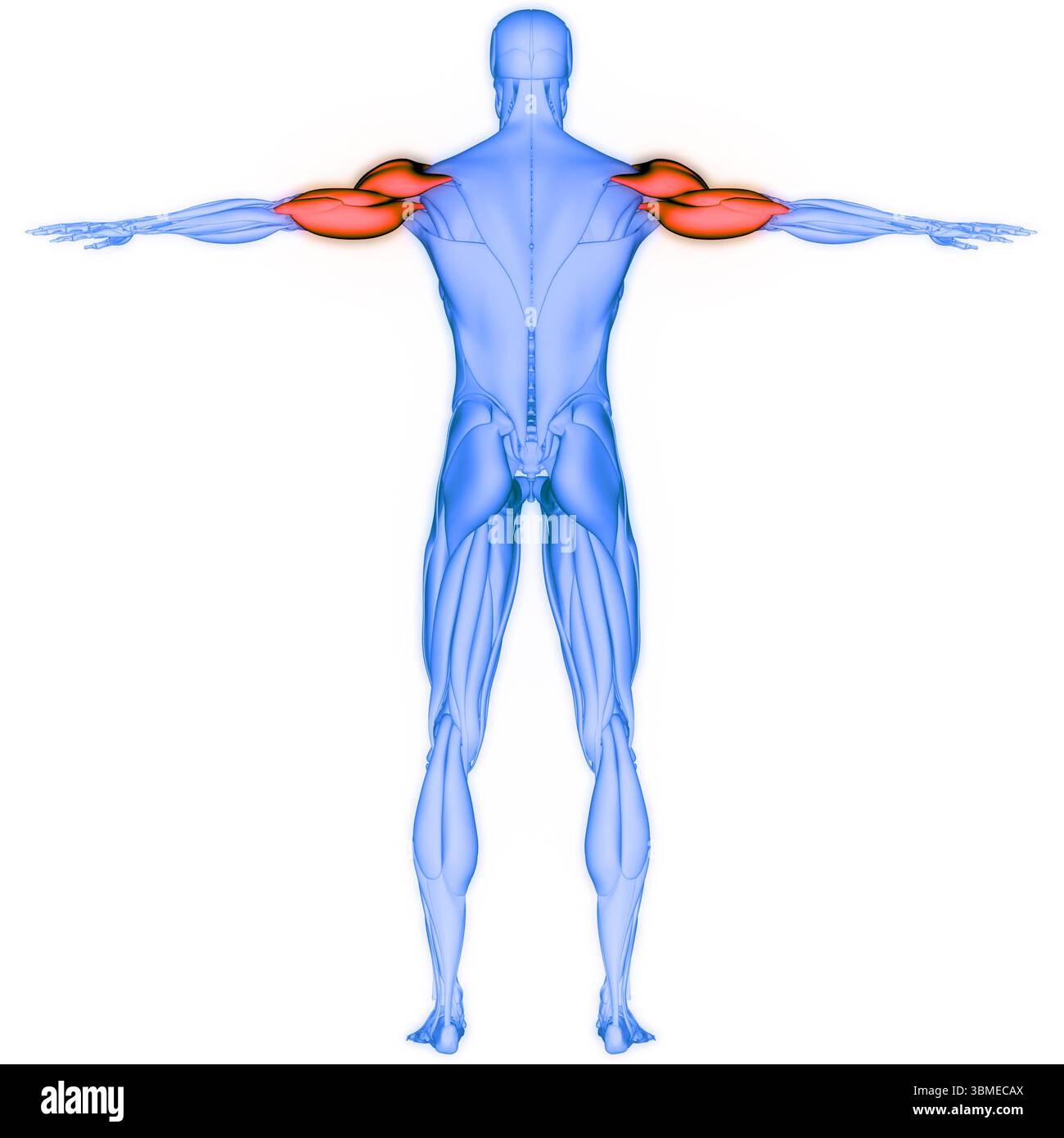 Human Muscular System Arm Muscles Deltoideus and Triceps Muscles ...