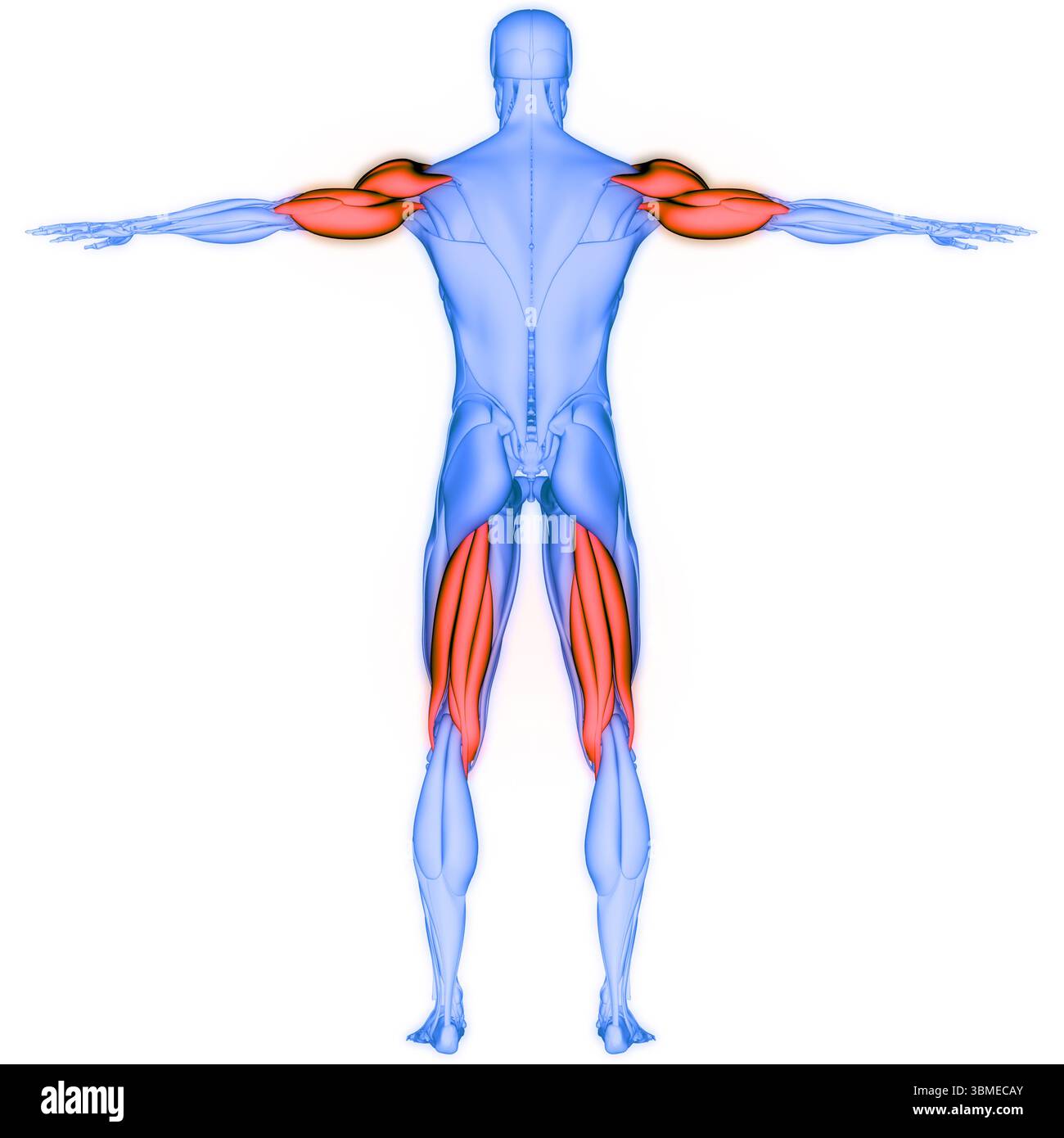Muscles posture Cut Out Stock Images & Pictures - Alamy