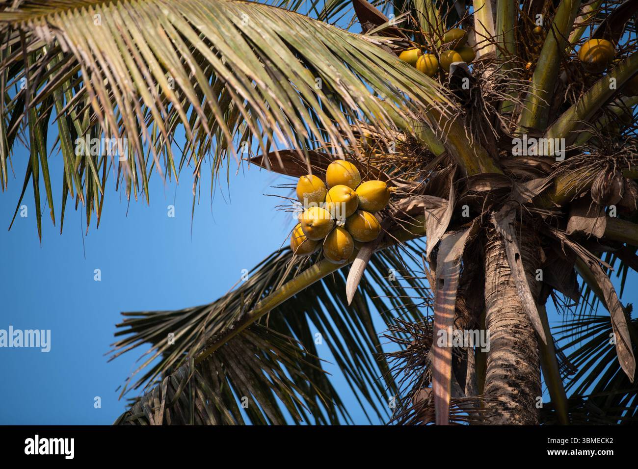 Coconuts Growing On A Palm Tree In India, Tropical Climate, Beach Of ...