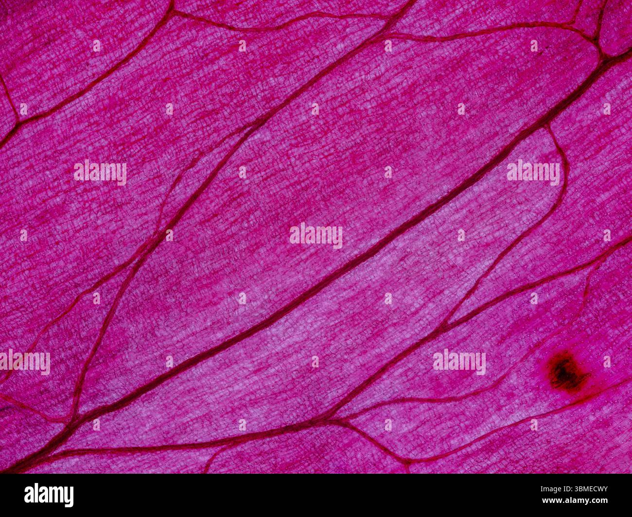 Skin of a red onion, onion, kitchen onion, in transmitted light ...