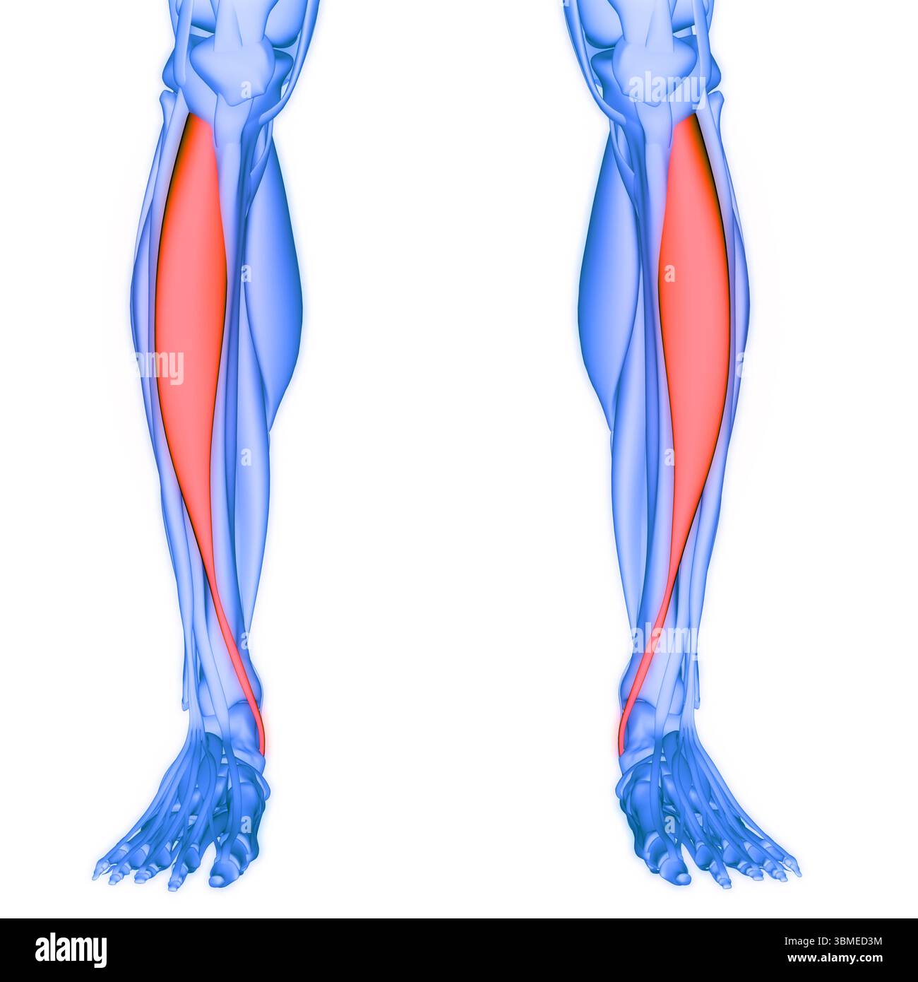 Human Muscular System Leg Muscles Tibialis Anterior Muscles Anatomy ...