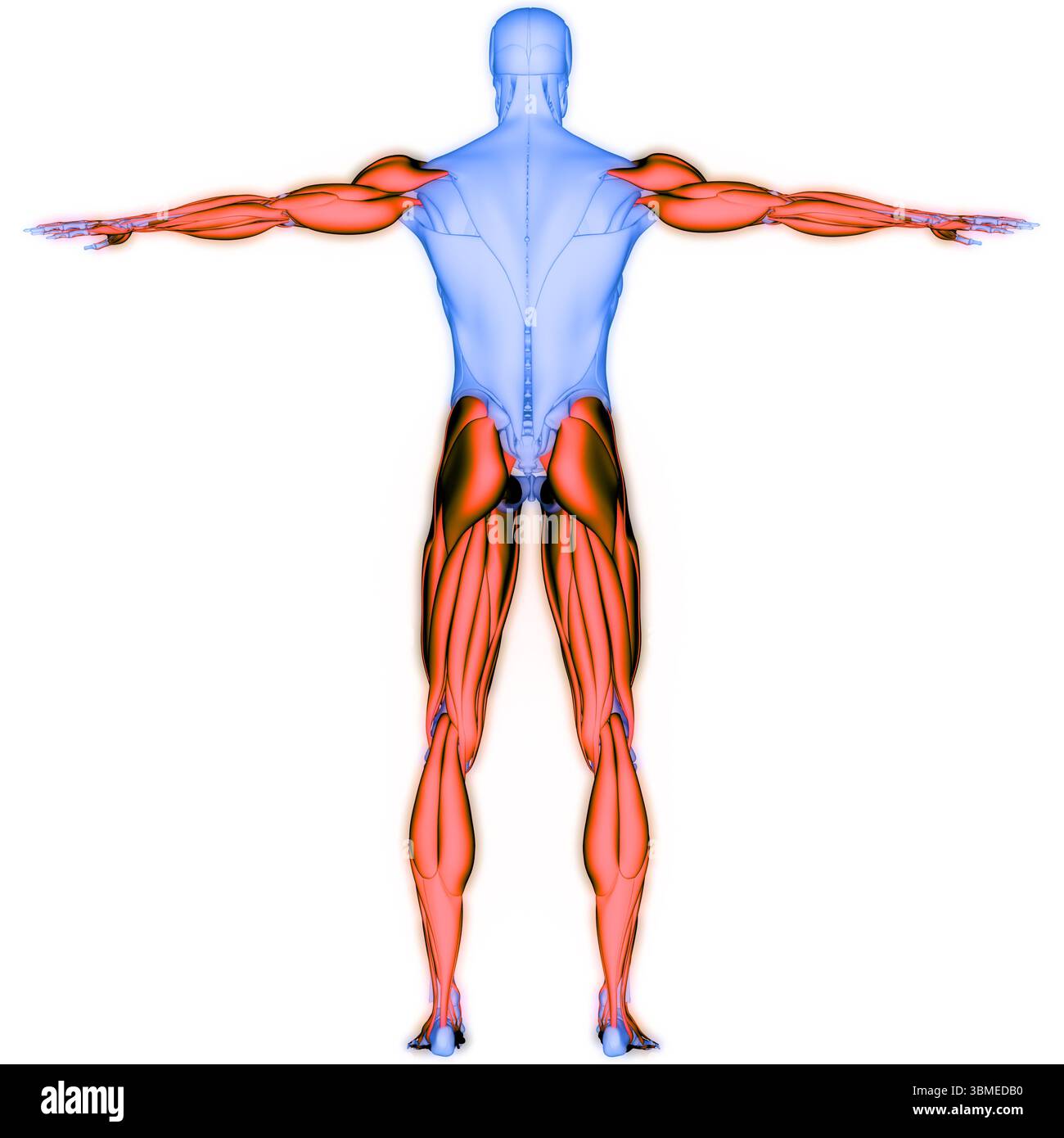 Human Muscular System Hand and Leg Muscles Anatomy Stock Photo - Alamy