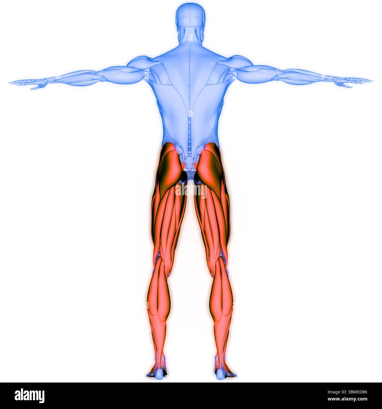 Human Muscular System Leg Muscles Anatomy Stock Photo - Alamy