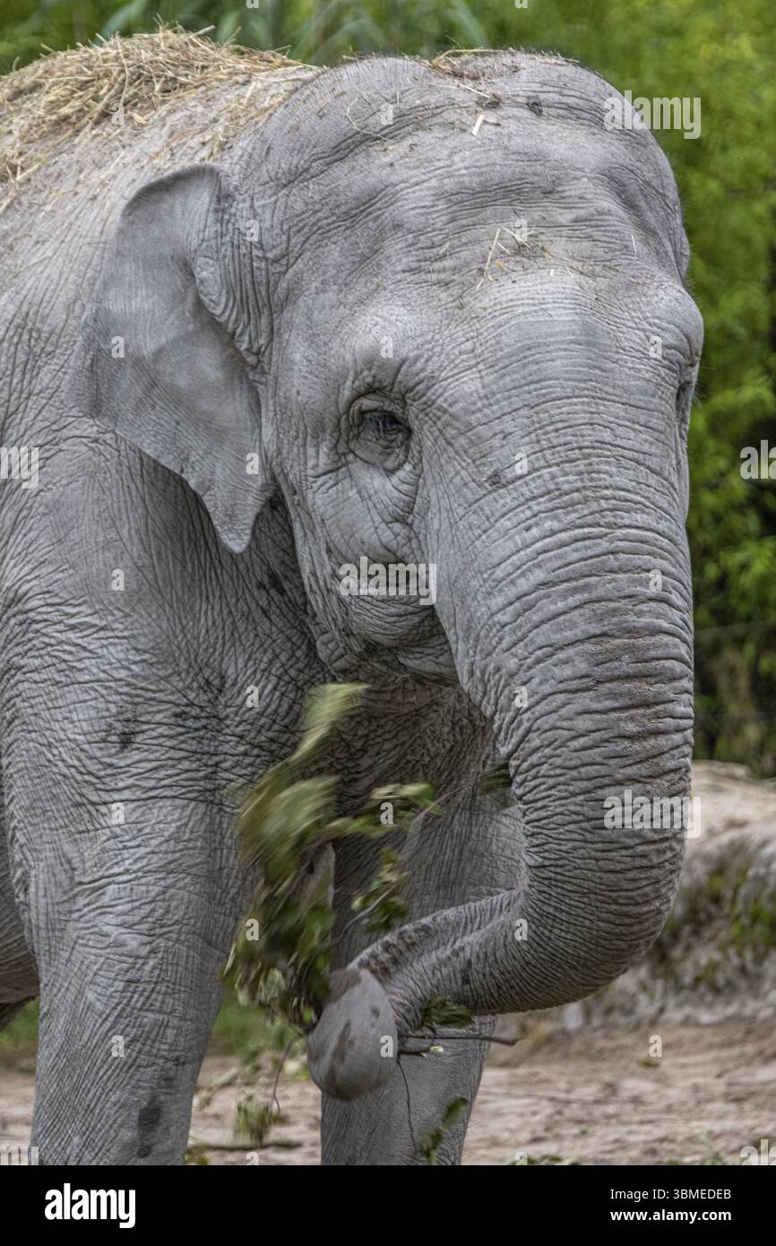 Asian elephant (Elephas maximus) at Zurich Zoo, Zurich, Germany, Europe ...