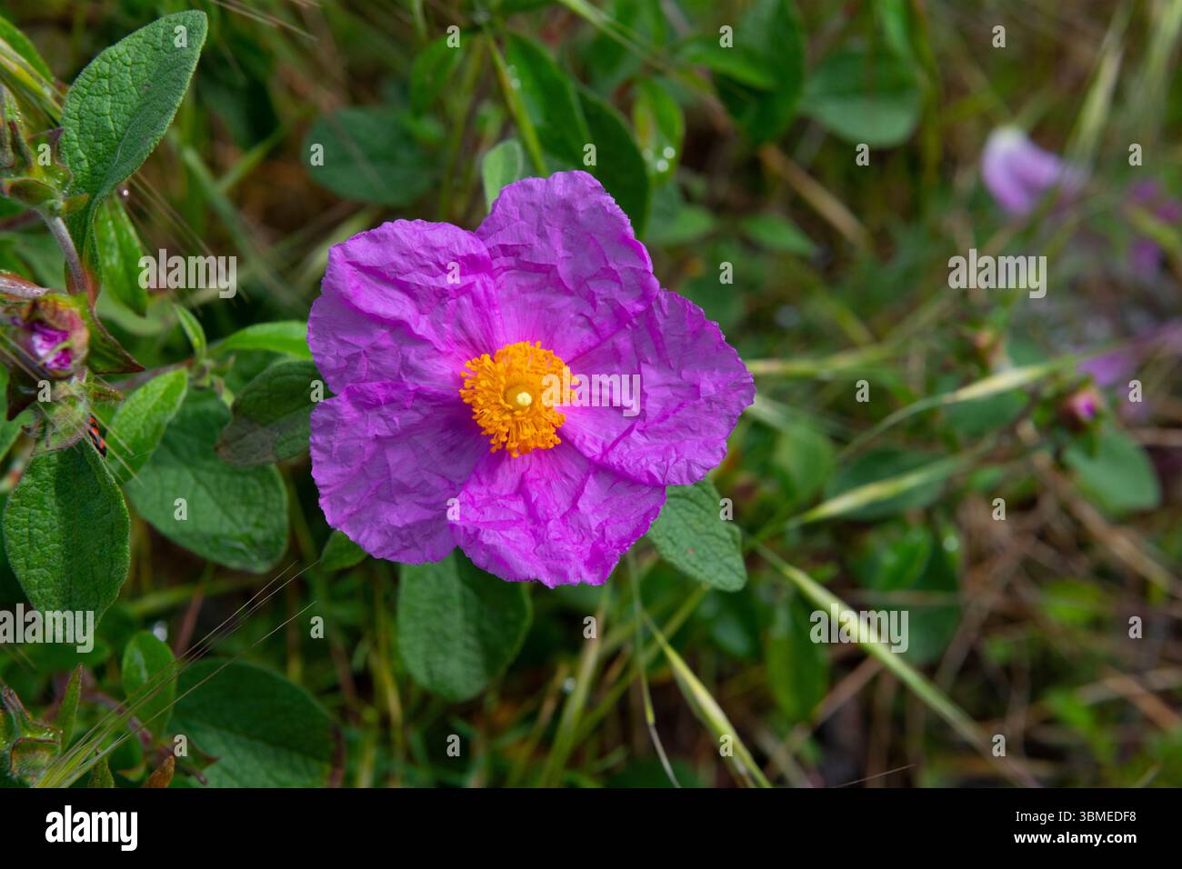 Listed red book hi-res stock photography and images - Alamy