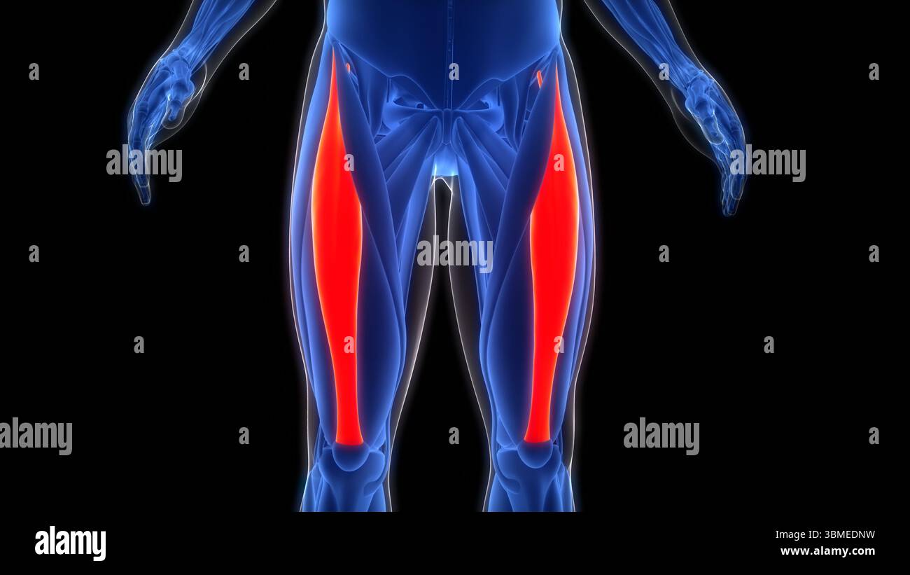 Human Muscular System Leg Muscles Rectus Femoris Muscles Anatomy Stock ...