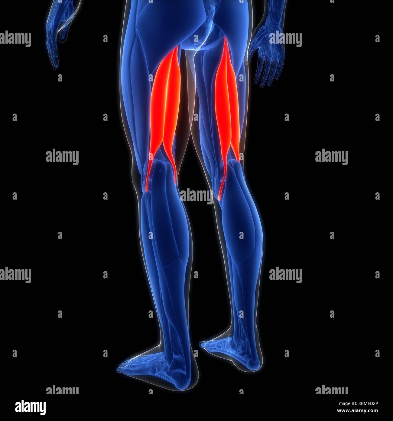 Biceps femoris muscle hi-res stock photography and images - Alamy