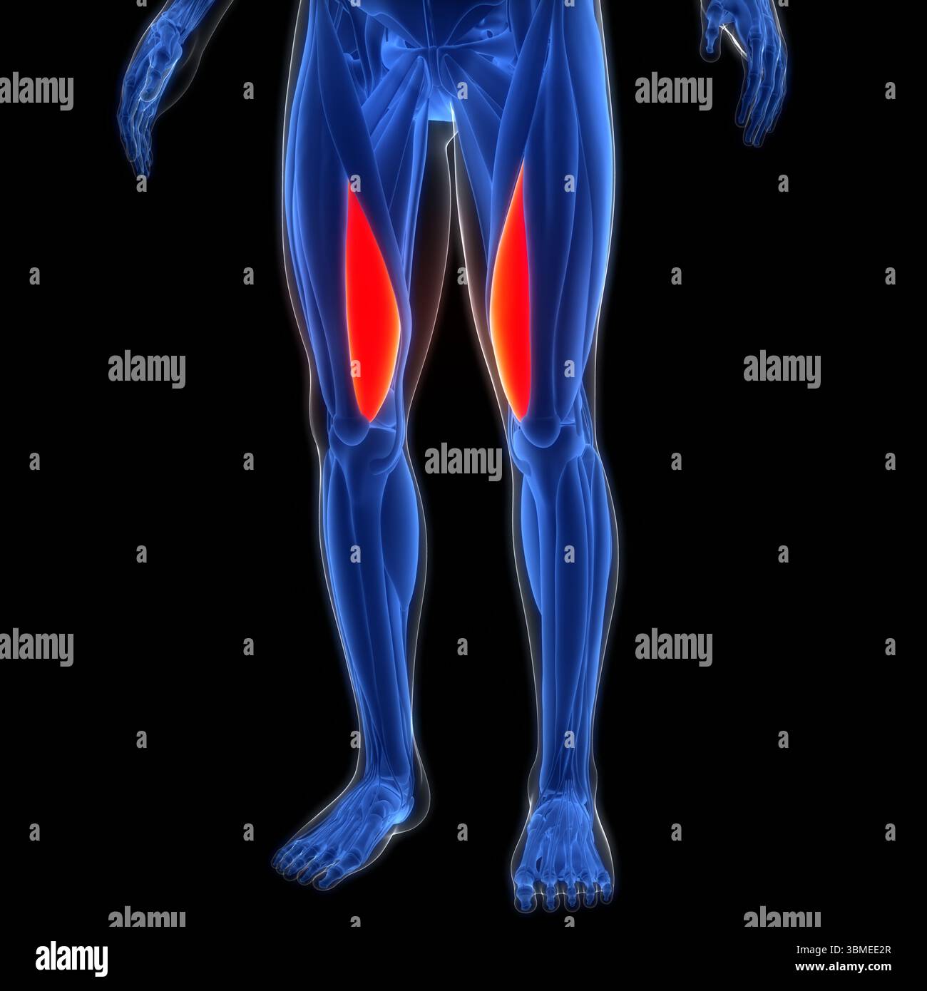 Human Muscular System Leg Muscles Vastus Medialis Muscles Anatomy Stock ...