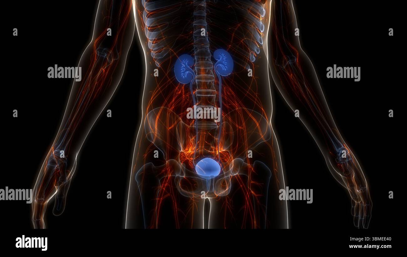 Human Urinary System Kidneys with Bladder Anatomy Stock Photo - Alamy