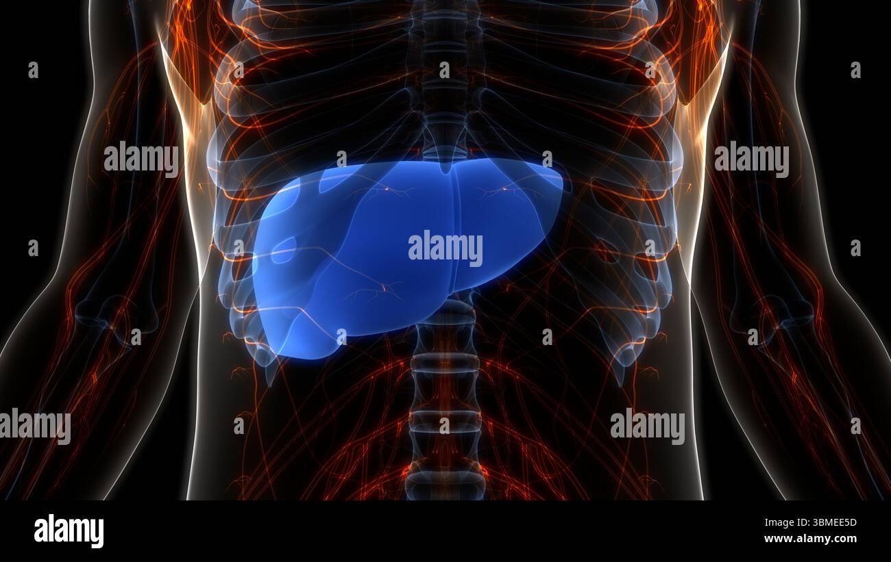 Human Internal Digestive Organ Liver Anatomy Stock Photo - Alamy