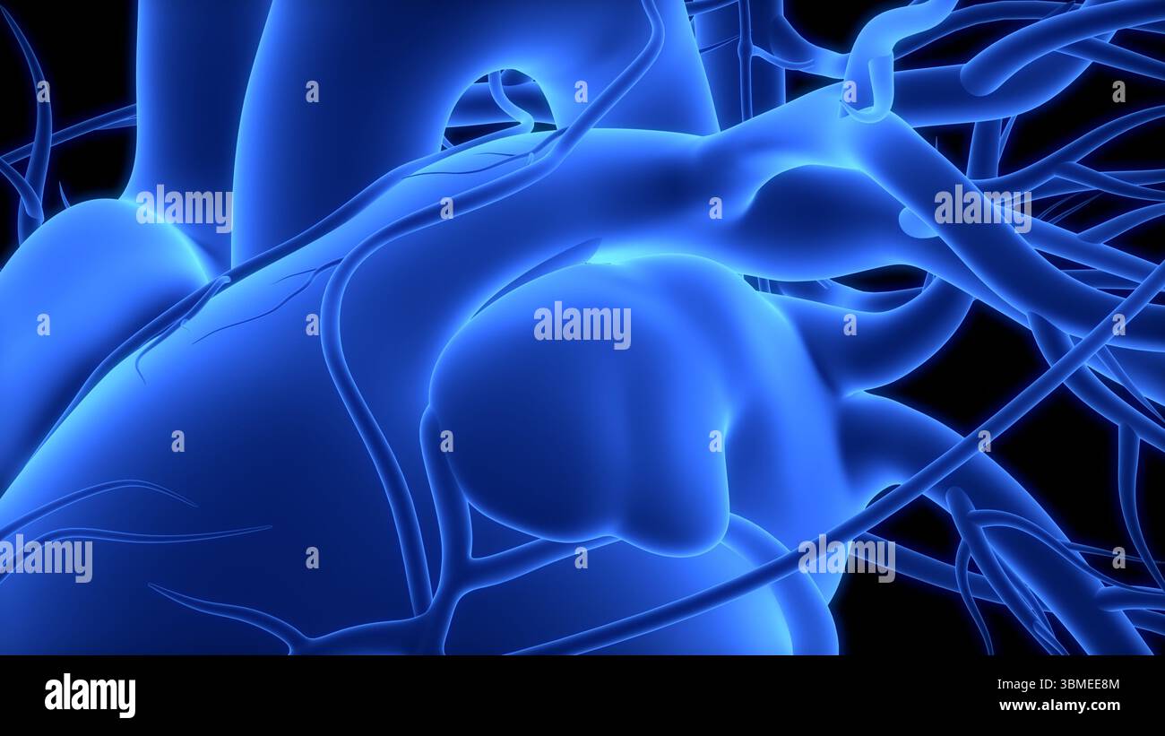 Human Circulatory System Heart Anatomy Stock Photo - Alamy