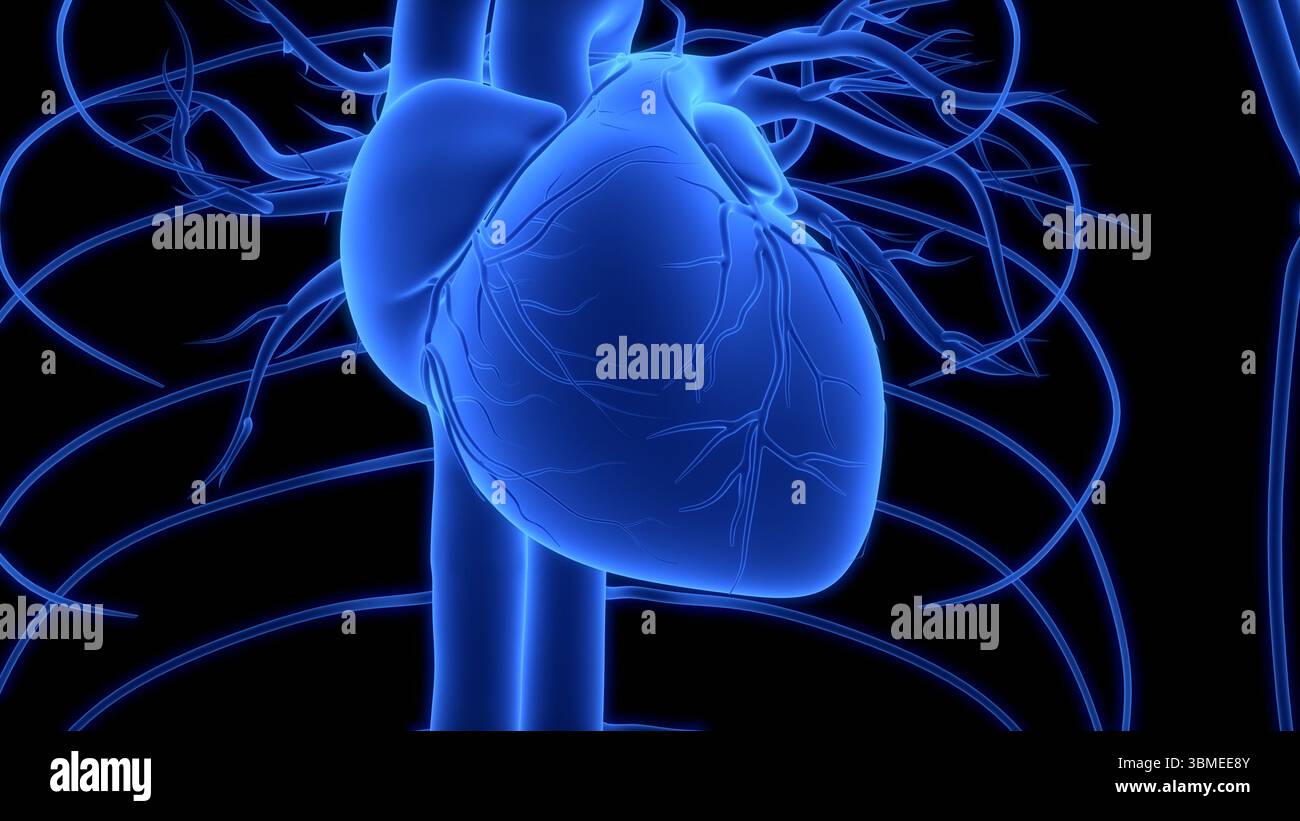 Human Circulatory System Heart Anatomy Stock Photo - Alamy