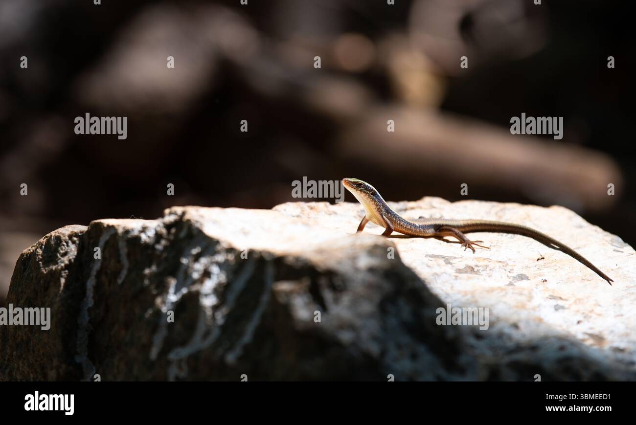 Skink Or Mabuya Multifasciata Lizard At The Jungle Of Goa, India ...