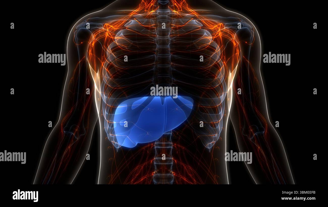 Human Internal Digestive Organ Liver Anatomy Stock Photo - Alamy
