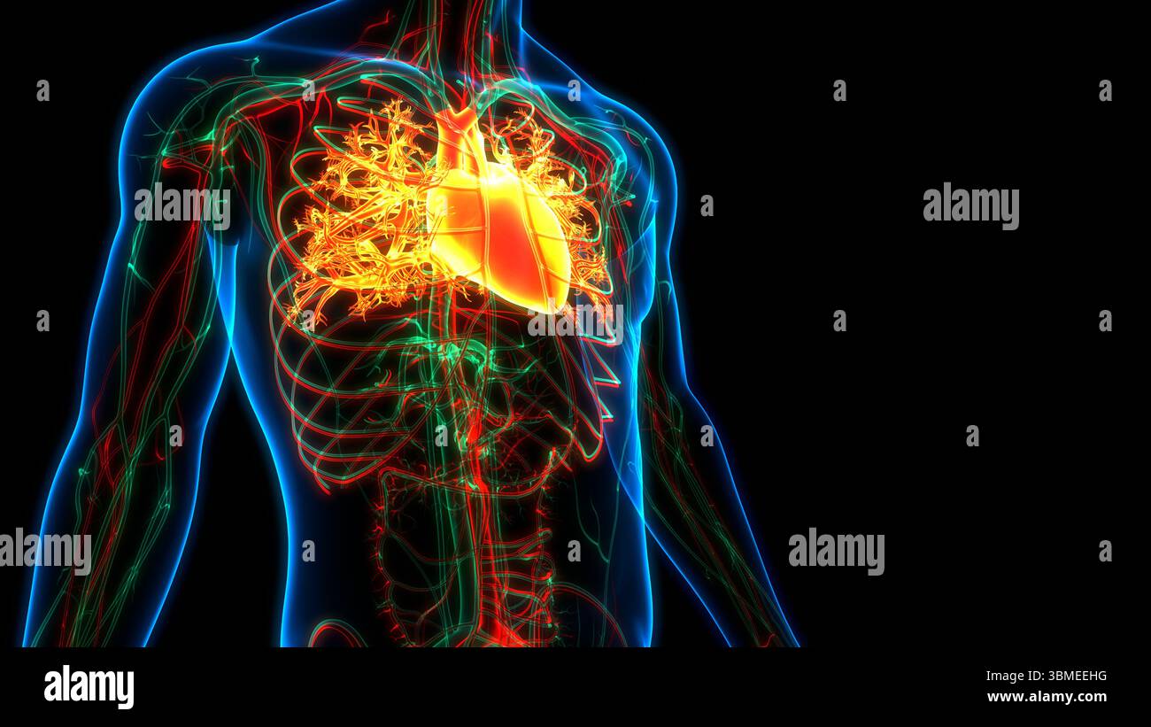 Human Circulatory System Heart Anatomy Stock Photo - Alamy