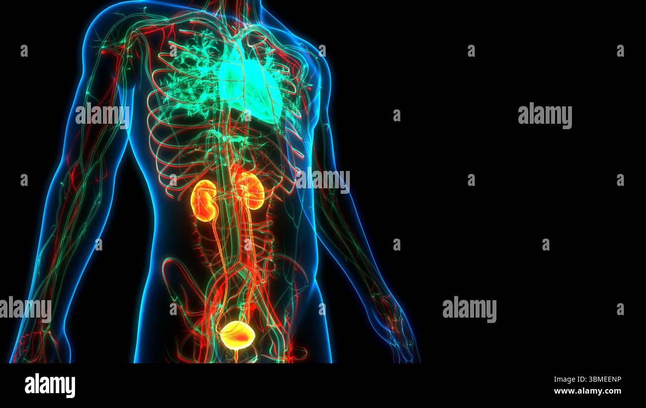 Healthy bladder hi-res stock photography and images - Alamy