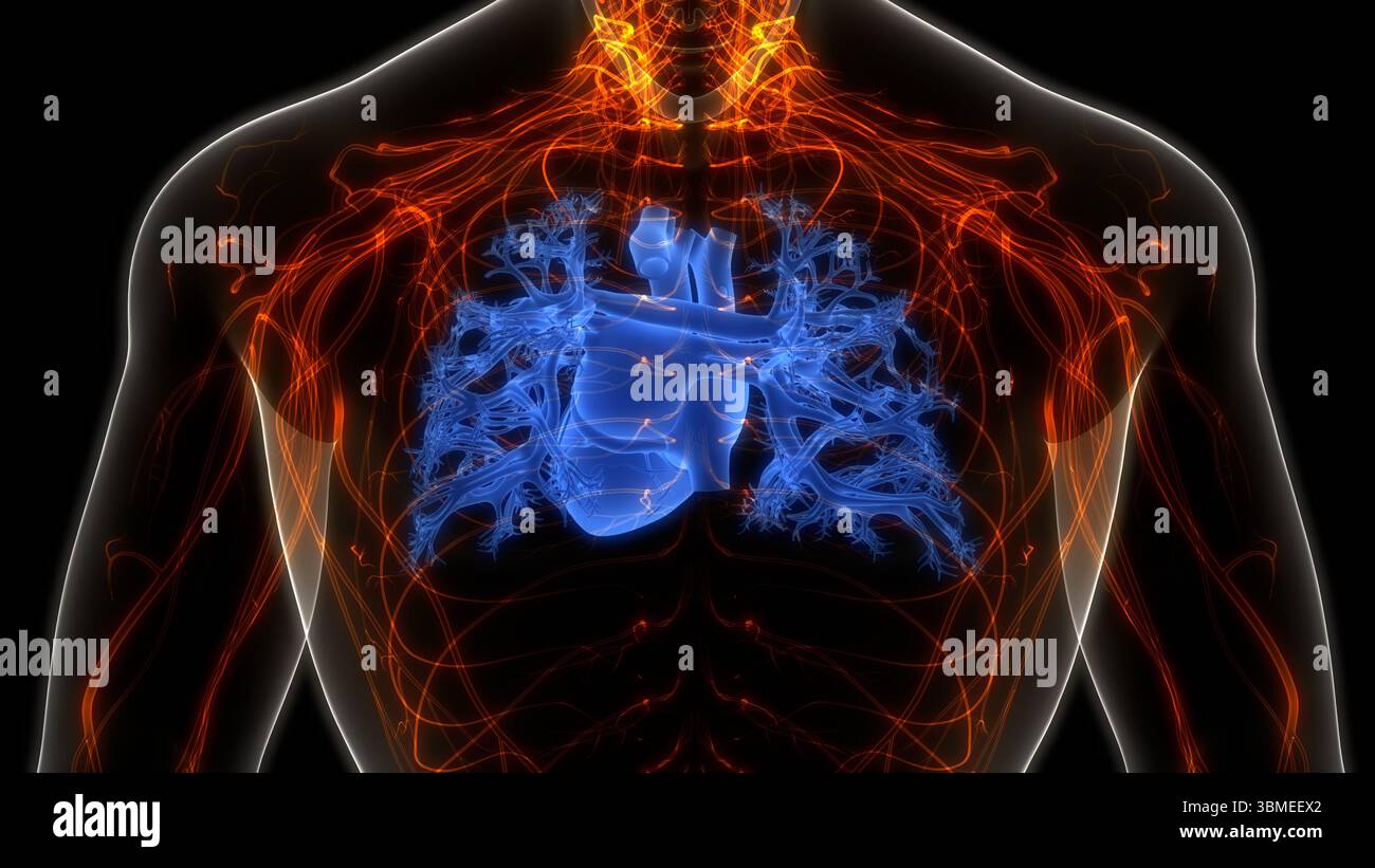 Human Circulatory System Heart Anatomy Stock Photo - Alamy