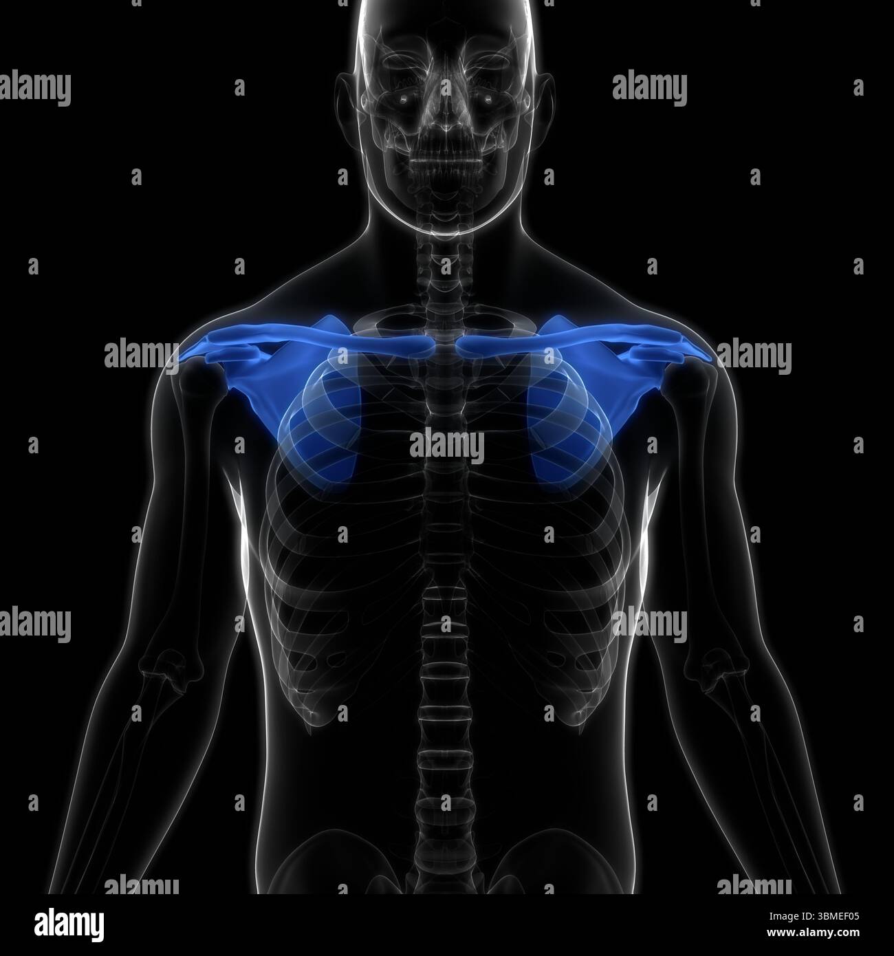 Human Skeleton System Pectoral Girdle Bone Joints Anatomy Stock Photo ...