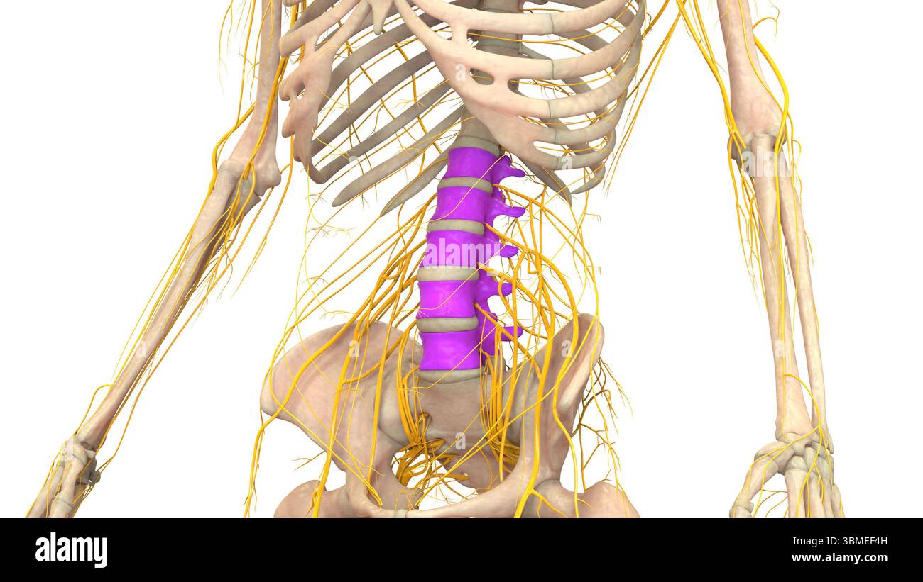 Spinal Cord Vertebral Column Lumbar Vertebrae of Human Skeleton System ...
