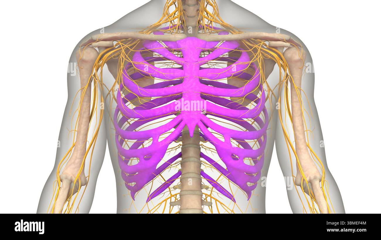 Human Skeleton System Rib Cage Bone Joints Anatomy Stock Photo - Alamy