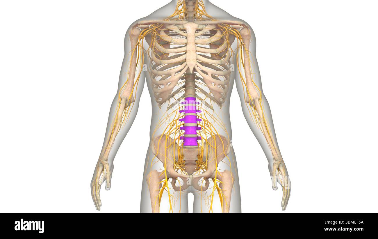 Spinal Cord Vertebral Column Lumbar Vertebrae of Human Skeleton System ...