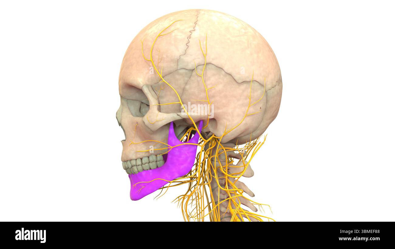 Human Skeleton System Skull Bone Joints Mandible Anatomy Stock Photo ...