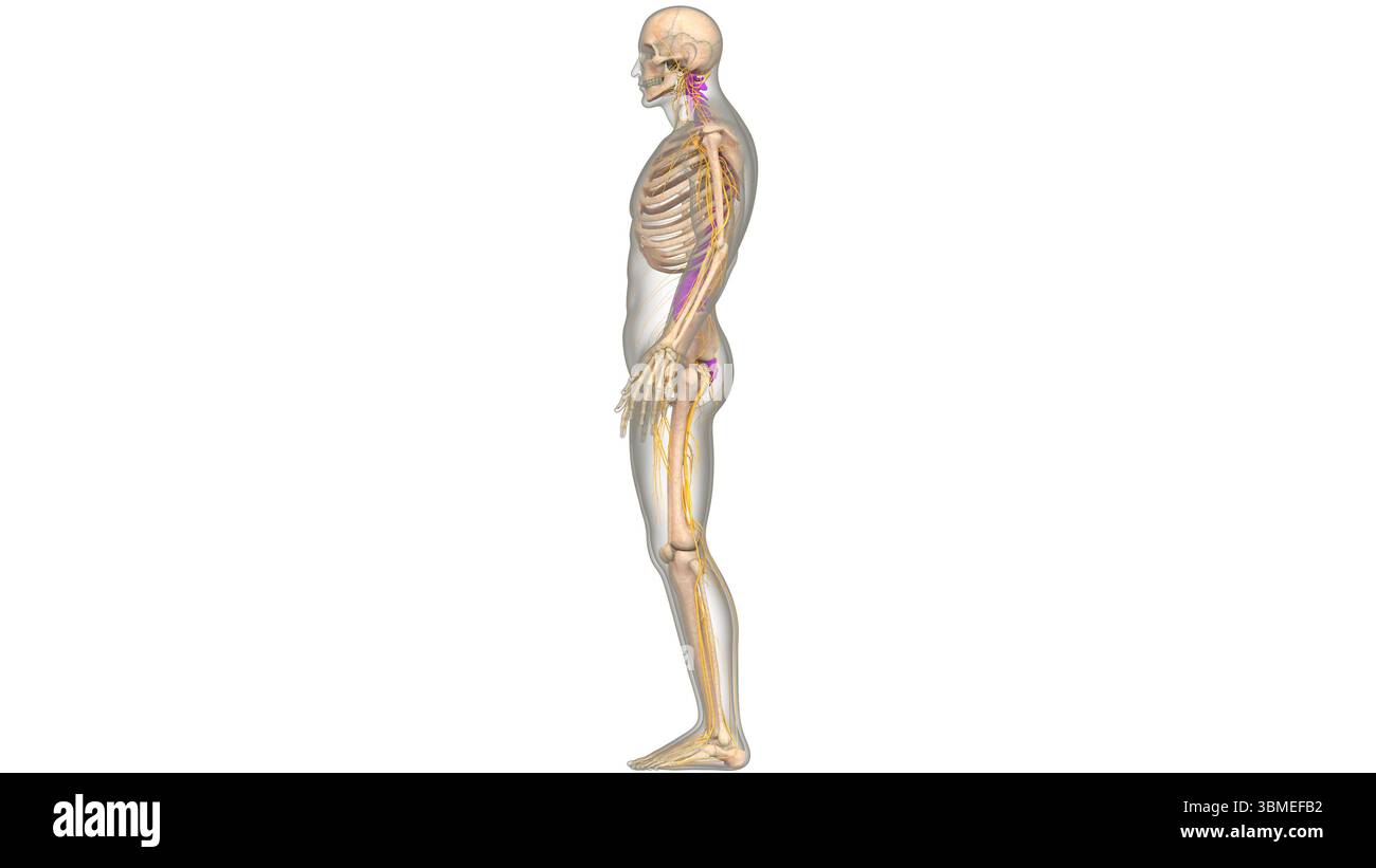 Spinal Cord Vertebral Column of Human Skeleton System Anatomy Stock ...