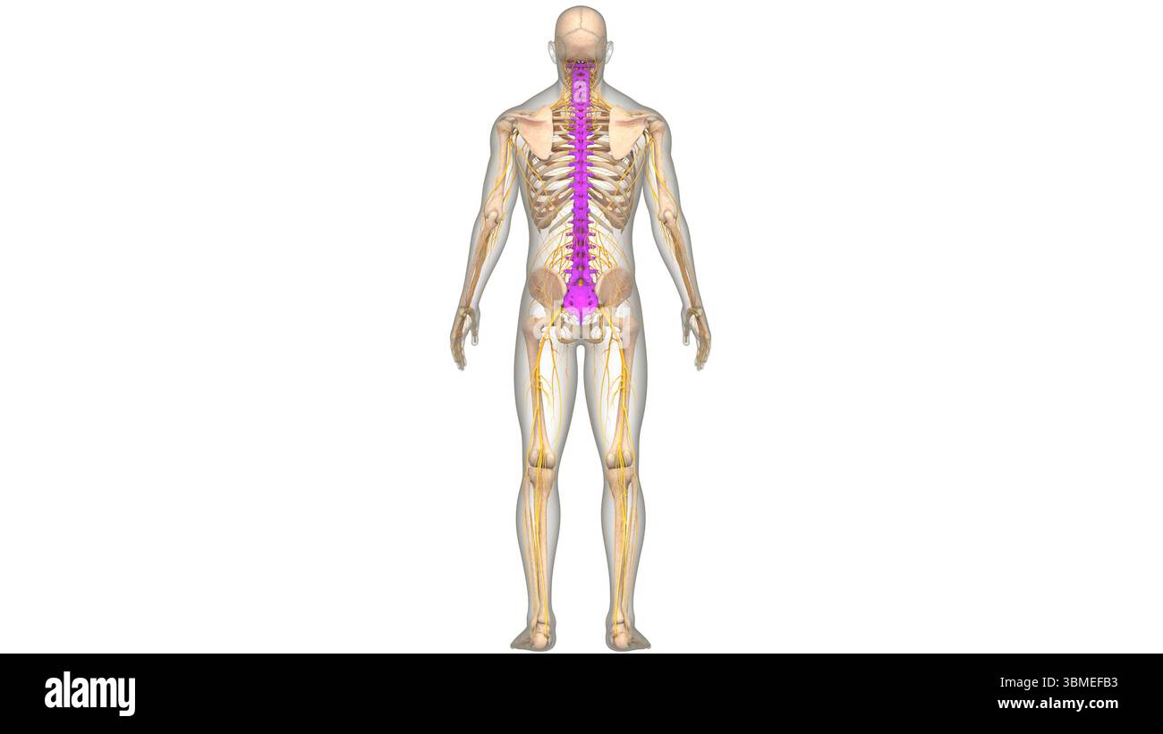 Spinal Cord Vertebral Column of Human Skeleton System Anatomy Stock ...