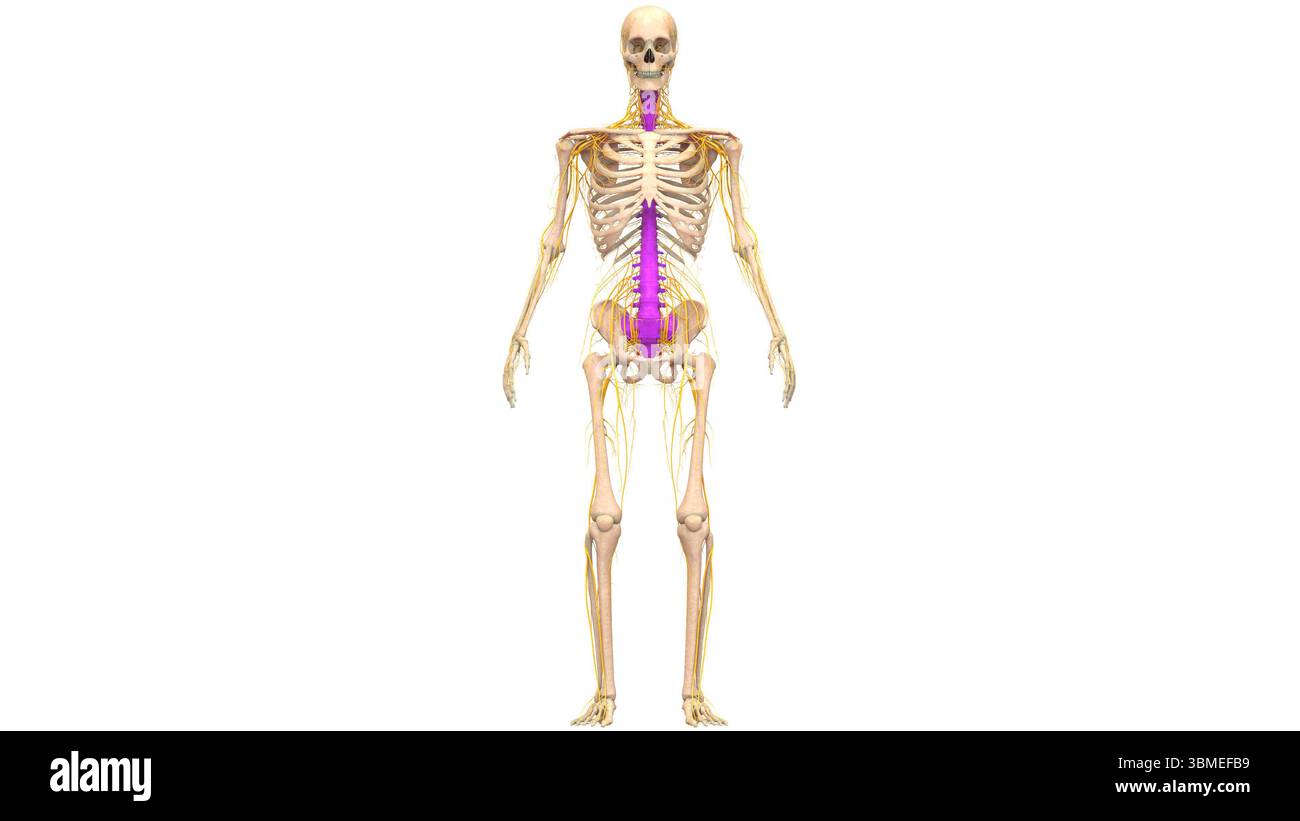 Spinal Cord Vertebral Column of Human Skeleton System Anatomy Stock ...