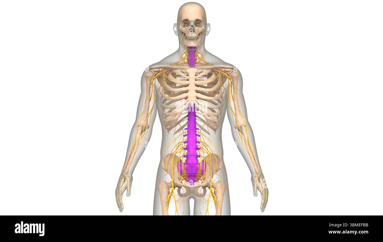 Spinal Cord Vertebral Column of Human Skeleton System Anatomy Stock ...