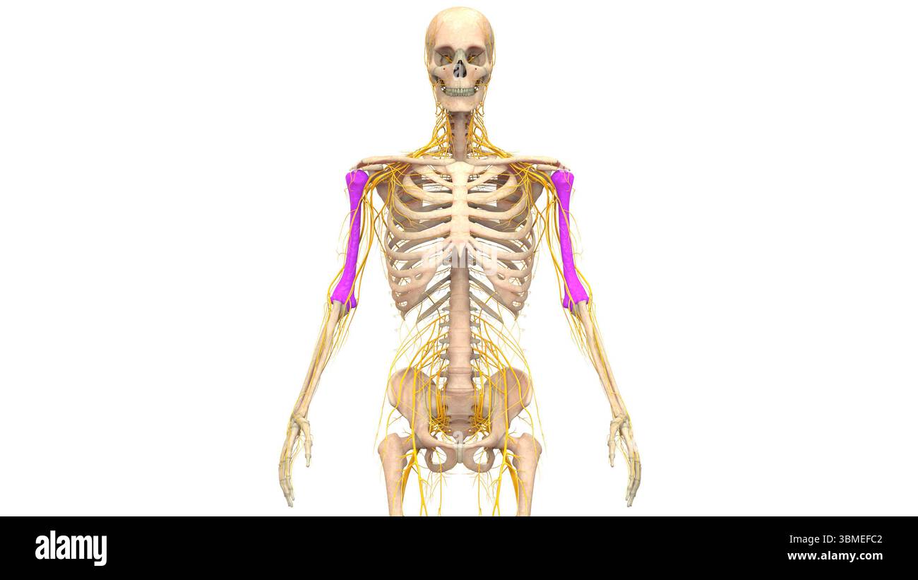 Human Skeleton System Humerus Bone Joints Anatomy Stock Photo - Alamy