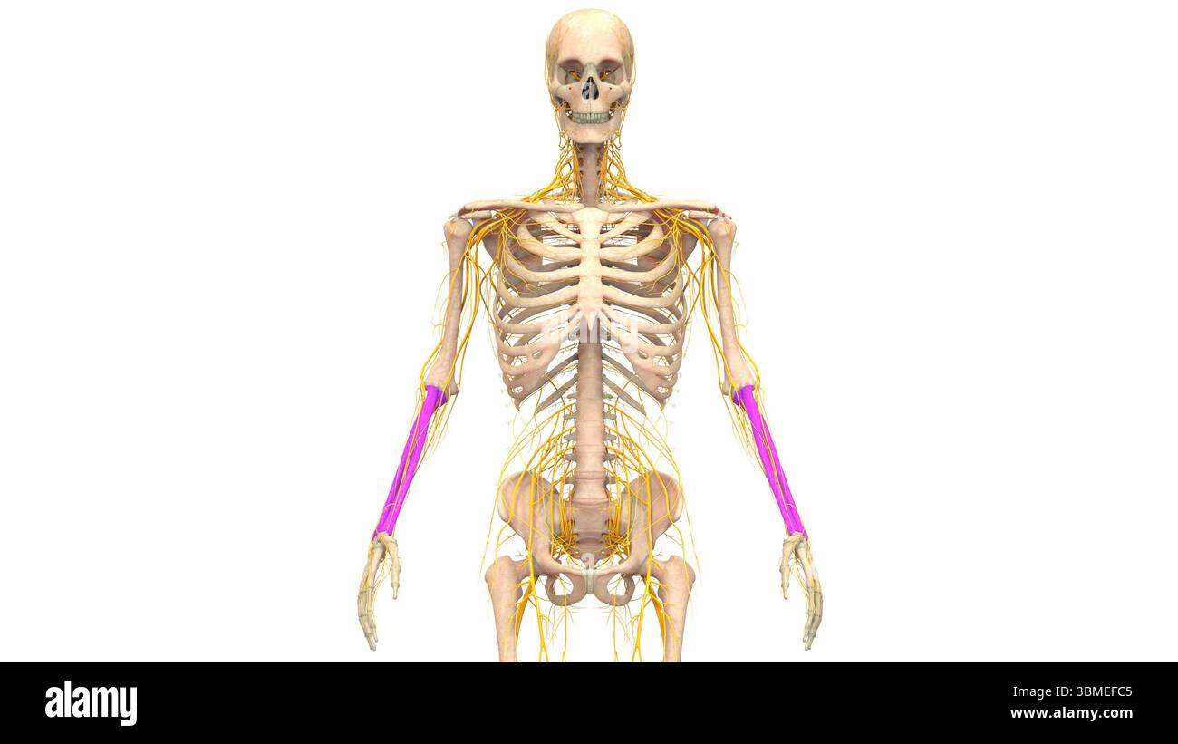 Human Skeleton System Radius and Ulna Bone Joints Anatomy Stock Photo ...
