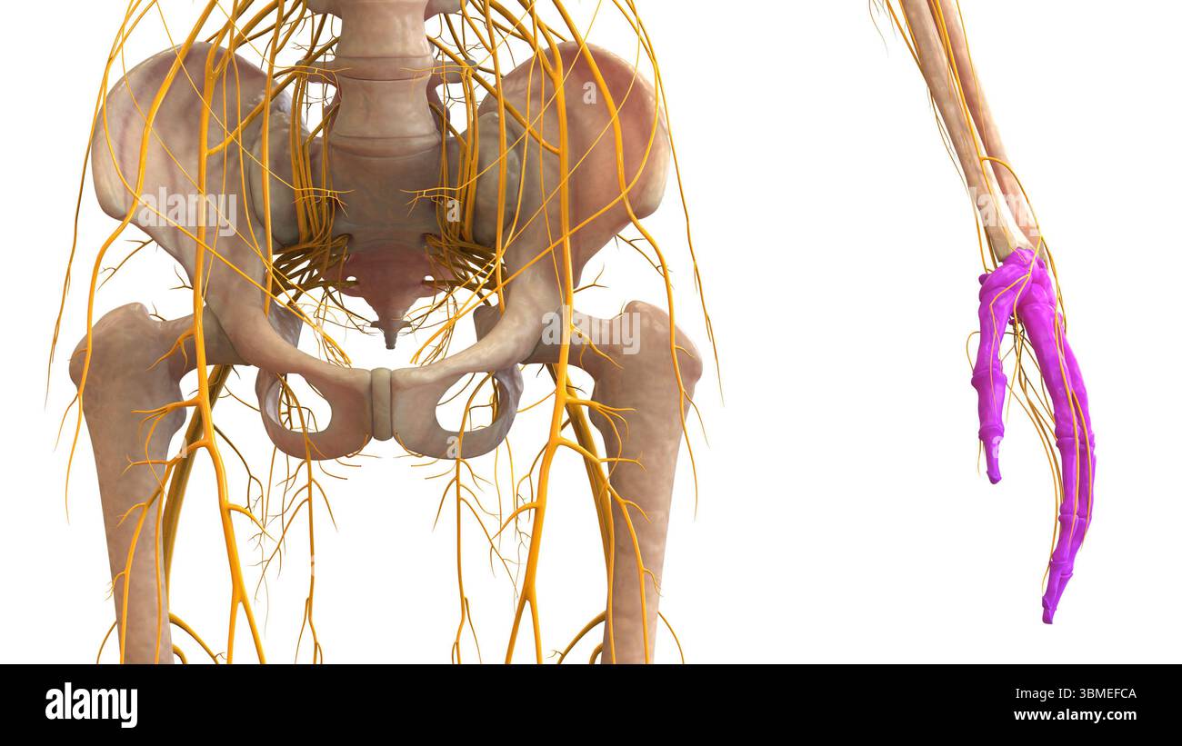 Human Skeleton System Pam Hand Bone Joints Anatomy Stock Photo - Alamy