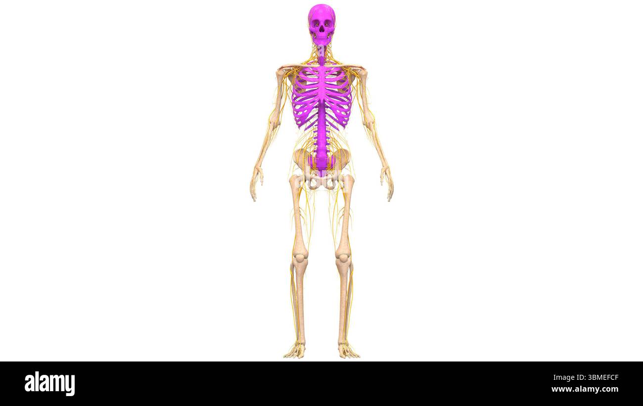 Human Skeleton System Axial Skeleton Bone Joints Anatomy Stock Photo ...