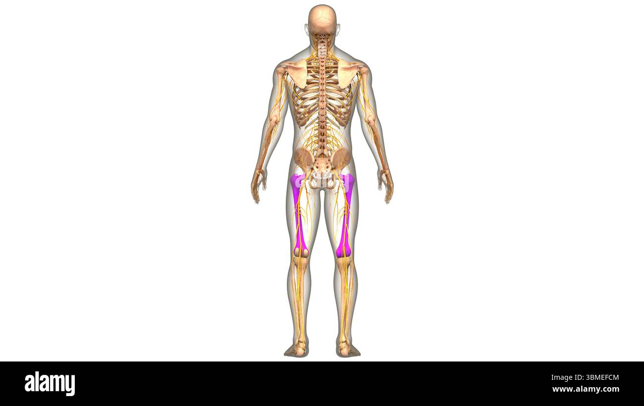 Human Skeleton System Femur Bone Joints Anatomy Stock Photo - Alamy