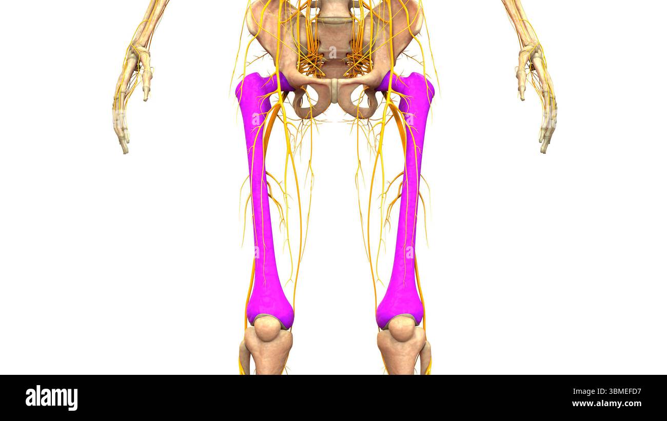 Human Skeleton System Femur Bone Joints Anatomy Stock Photo - Alamy