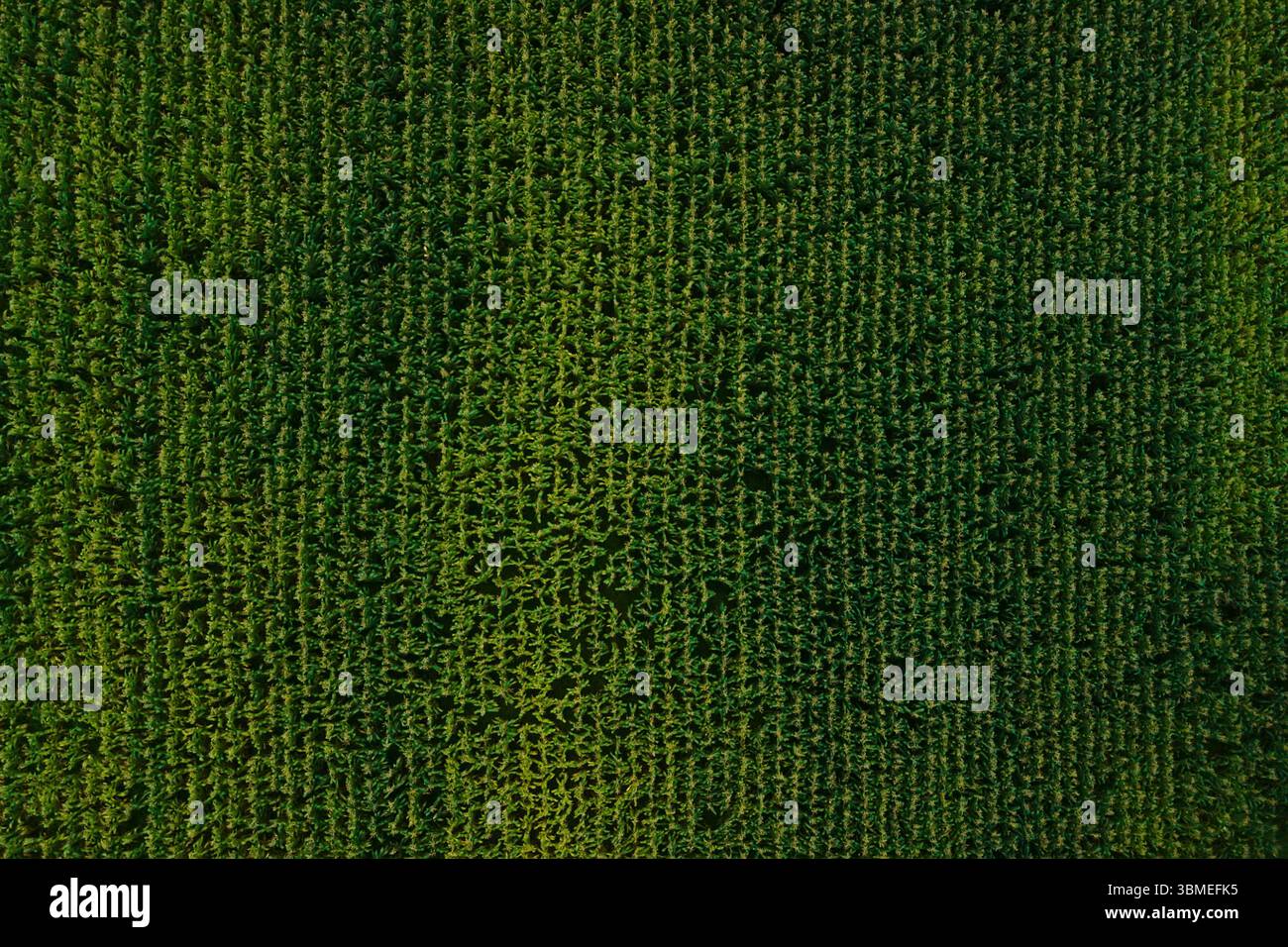 Aerial view lush cornfield rows hi-res stock photography and images - Alamy