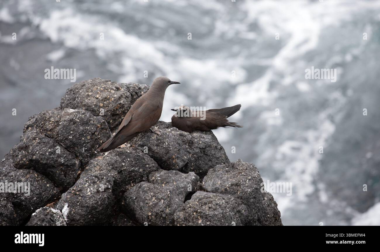 The brown noddy or common noddy (Anous stolidus), Plaza Sur Island the ...