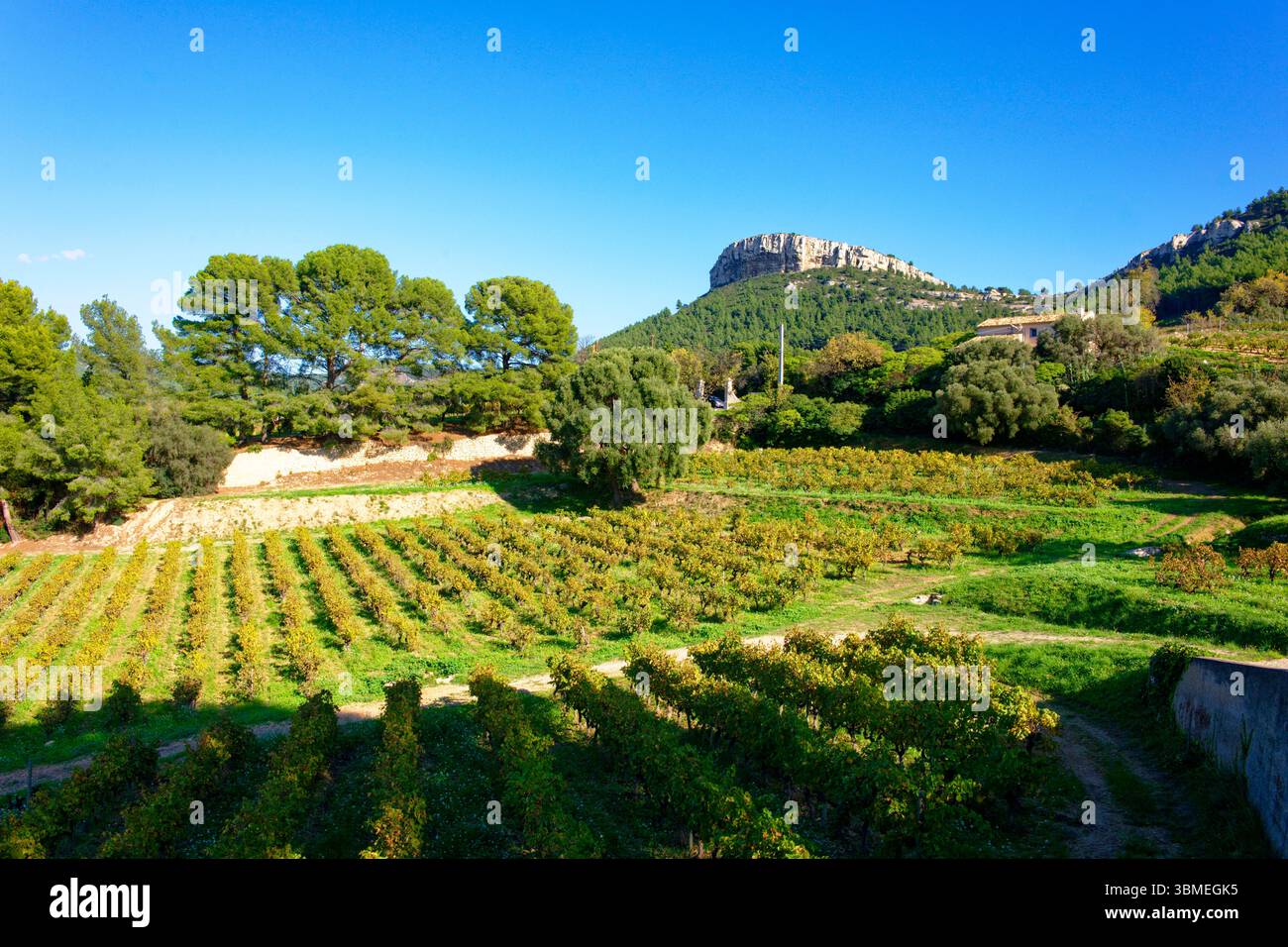 France, Bouches du Rhone, Cassis, Calanques National Park, Vineyard of ...