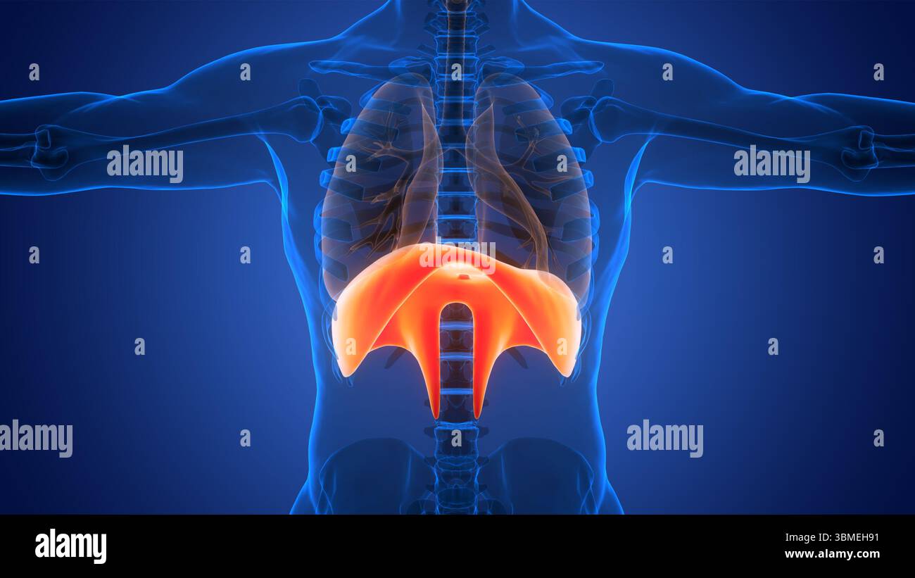 Human Respiratory System Diaphragm Anatomy Stock Photo - Alamy