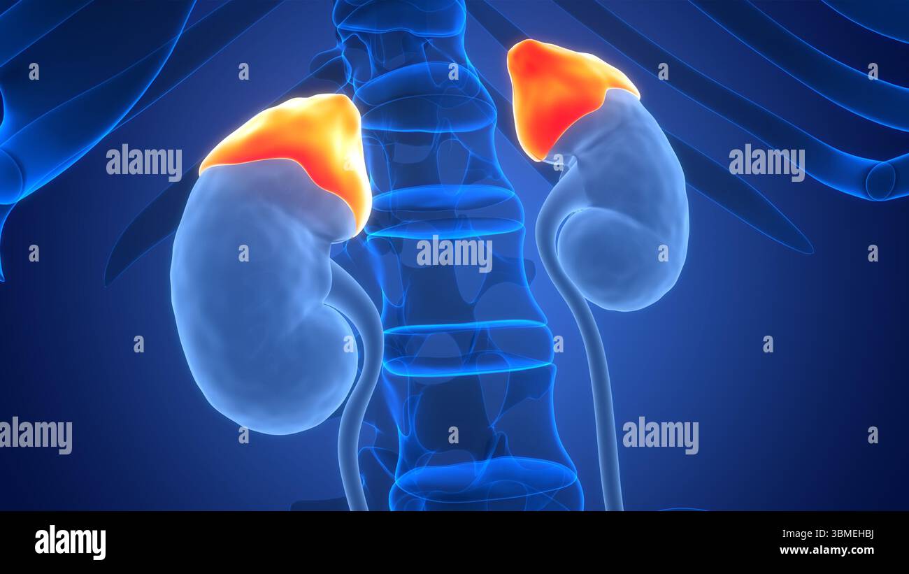 Human Body Glands Adrenal Gland Anatomy Stock Photo - Alamy