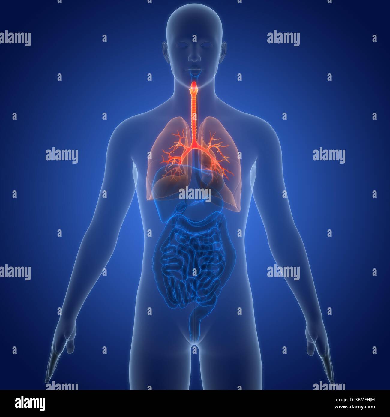 Human Respiratory System Lungs Anatomy Stock Photo - Alamy