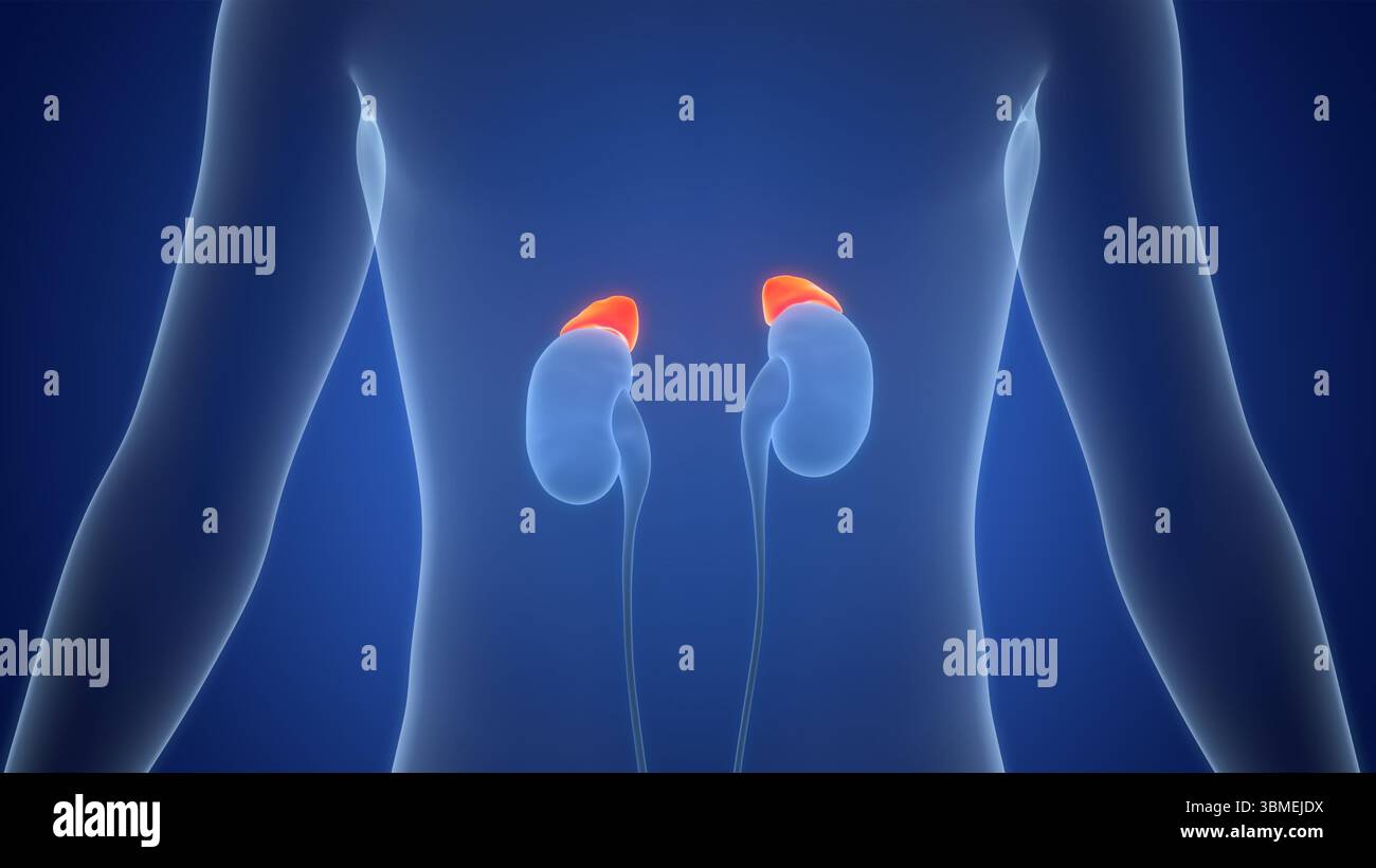 Human Body Glands Adrenal Gland Anatomy Stock Photo - Alamy
