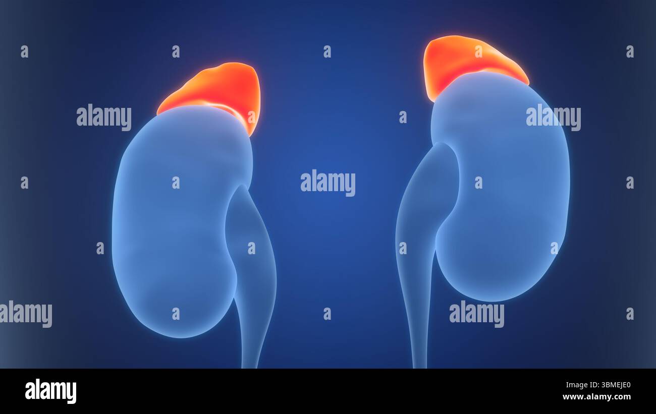 Human Body Glands Adrenal Gland Anatomy Stock Photo - Alamy