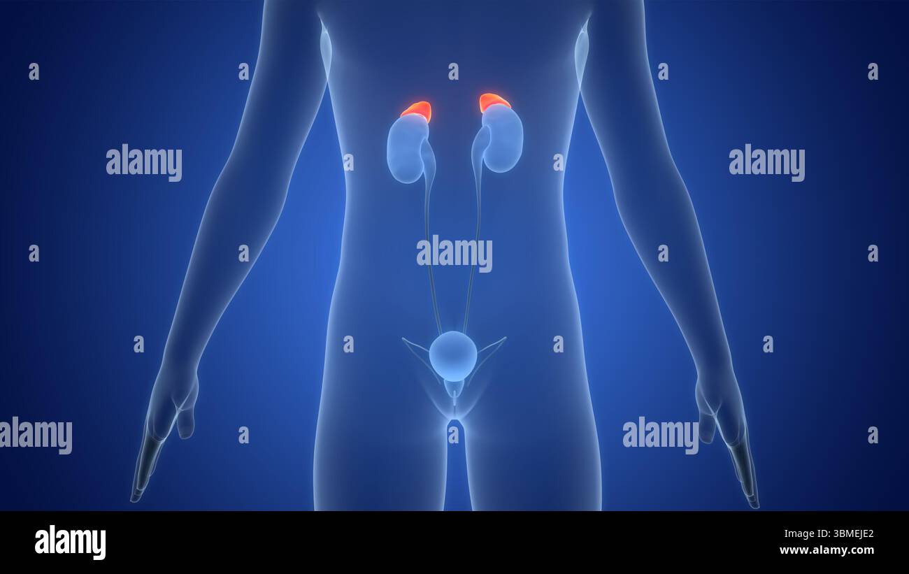 Human Body Glands Adrenal Gland Anatomy Stock Photo - Alamy