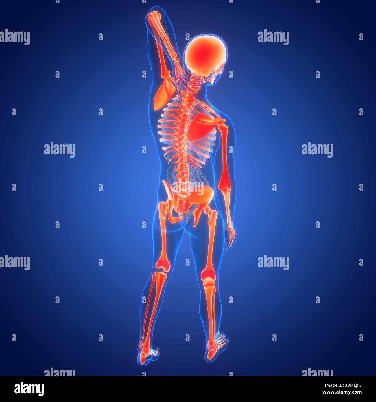 Human Suffering with Severe Back Pain Anatomy Stock Photo - Alamy