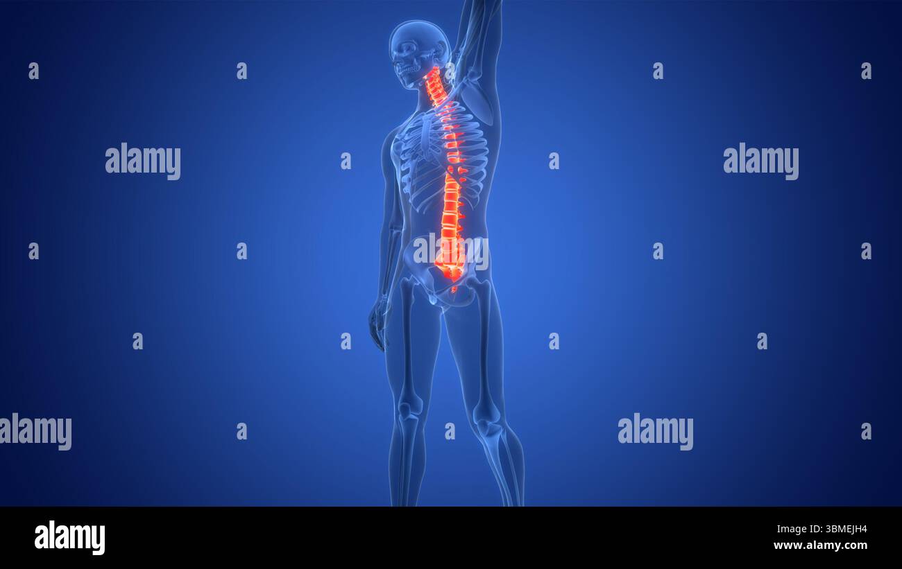Back muscles anatomy hi-res stock photography and images - Alamy