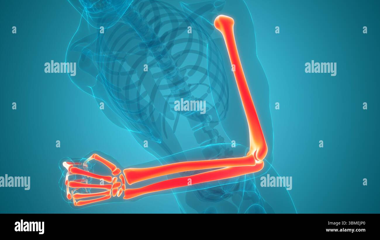 Human Skeleton System Upper Limb Bone Joints Anatomy Stock Photo - Alamy