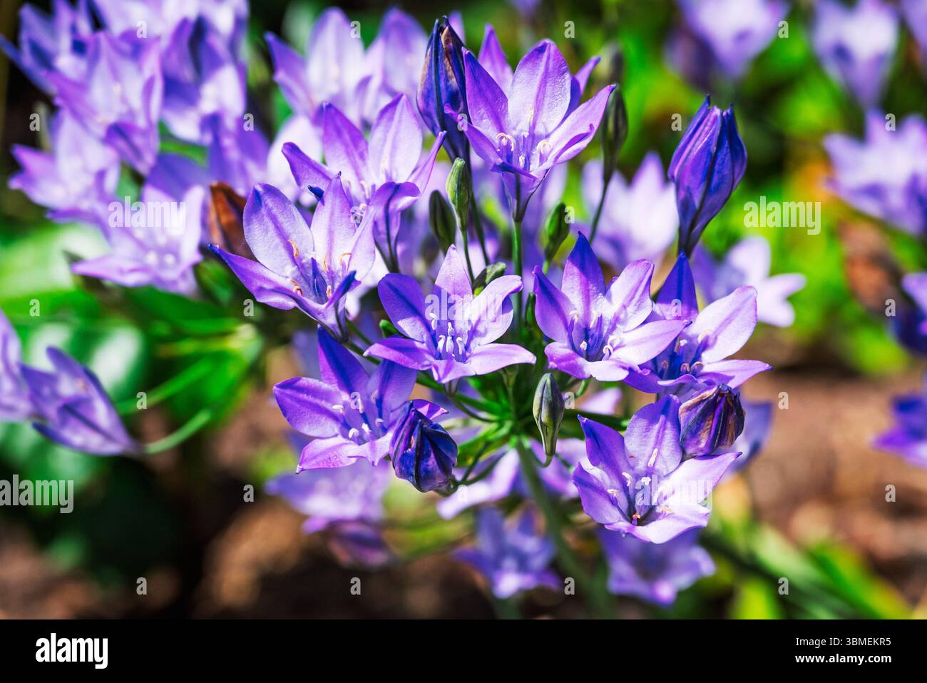 A vibrant cluster of small, star-shaped purple flowers are in full ...